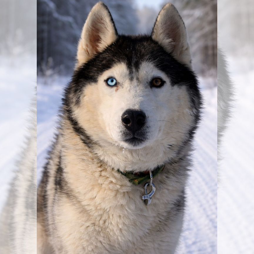 Сибирский хаски, взрослый пёс