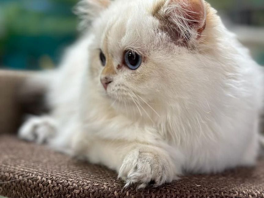 Британская длинношерстная шиншилла