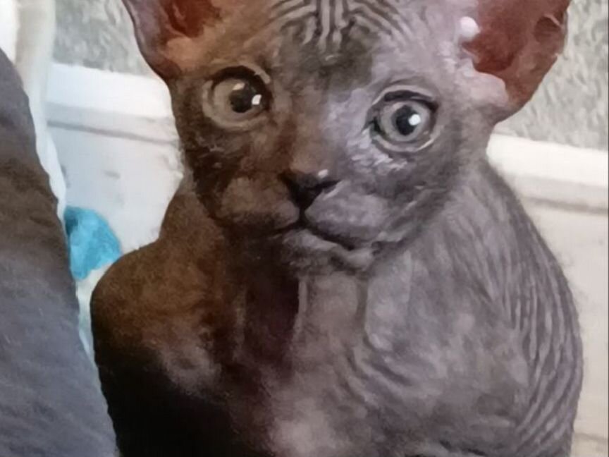 Донской сфинкс котята