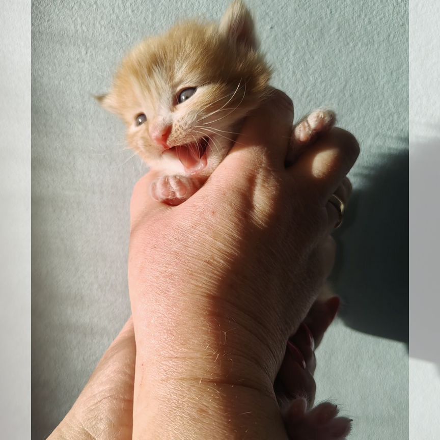 Курильский бобтейл длинношёрстный котёнок