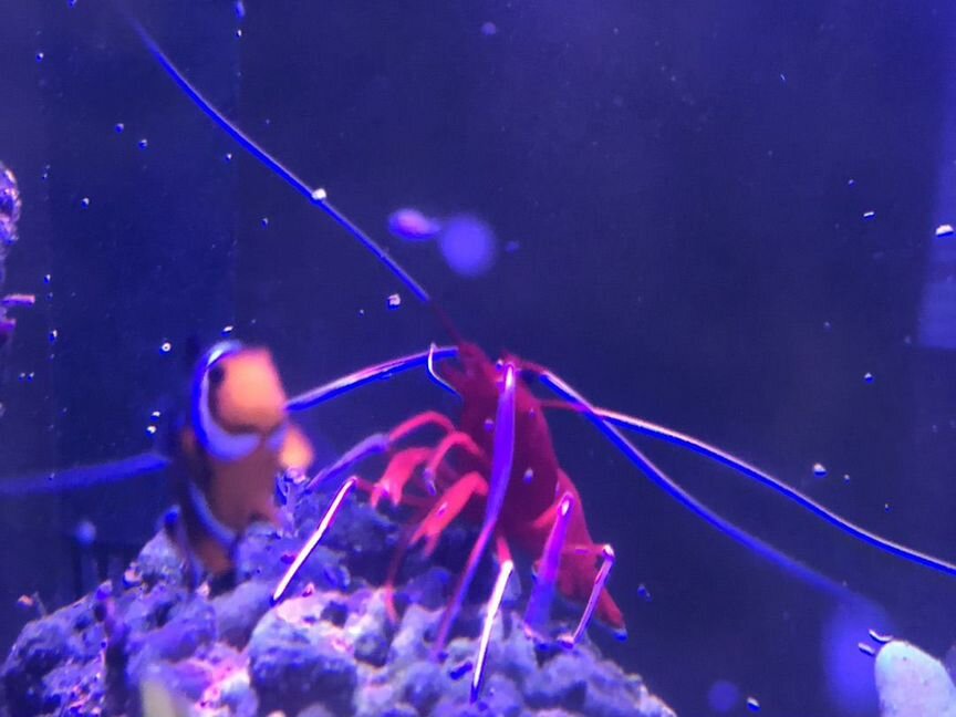 Морская креветка Доктор кардинал