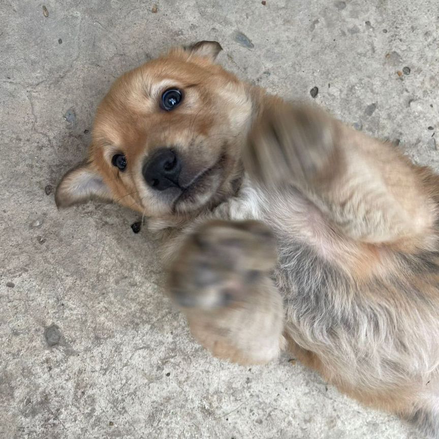 Кутята в добрые руки