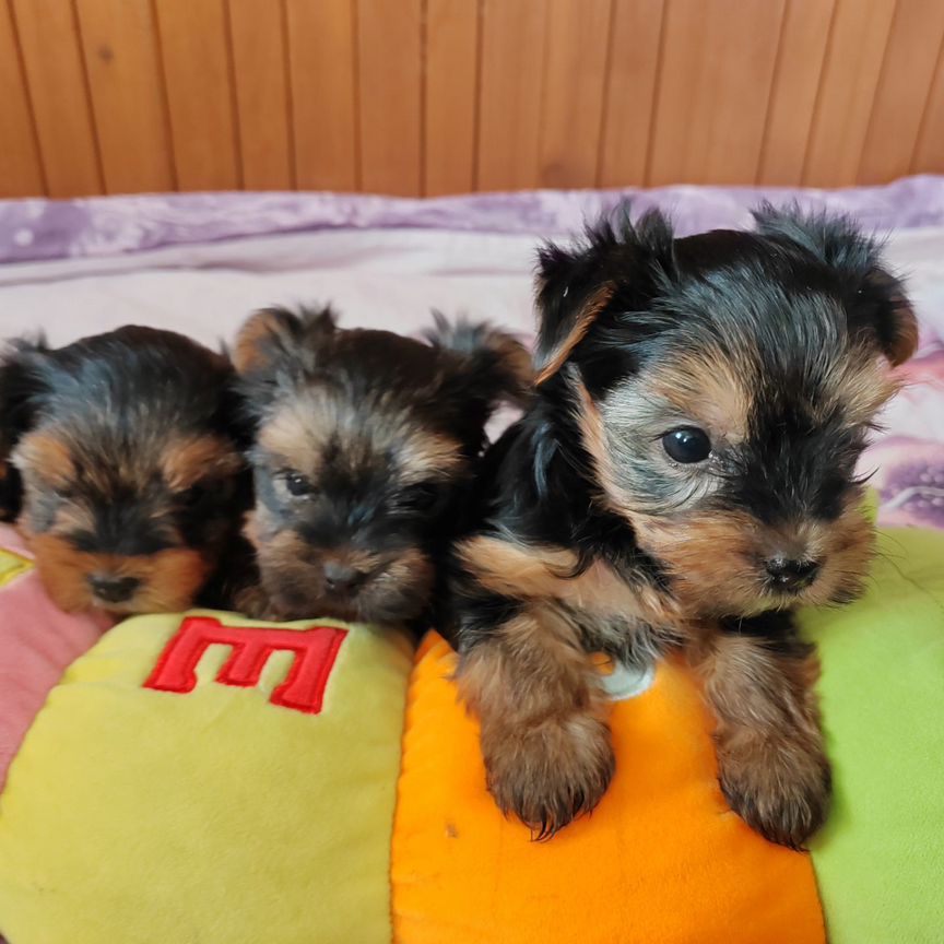 Йоркширский терьер щенки