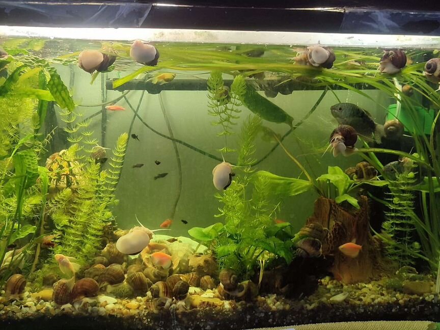 Ампулярии, Растения и Гуппи