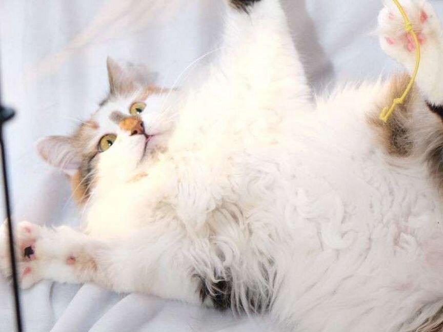 Не кошка. Звезда позирования