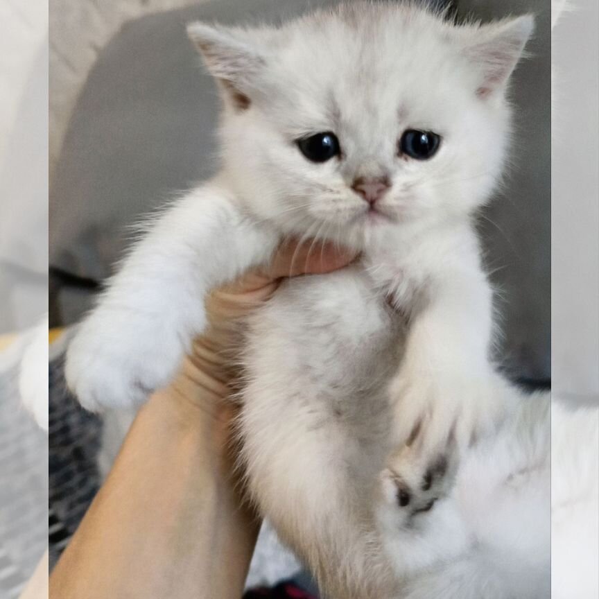 Серебристые шиншиллы