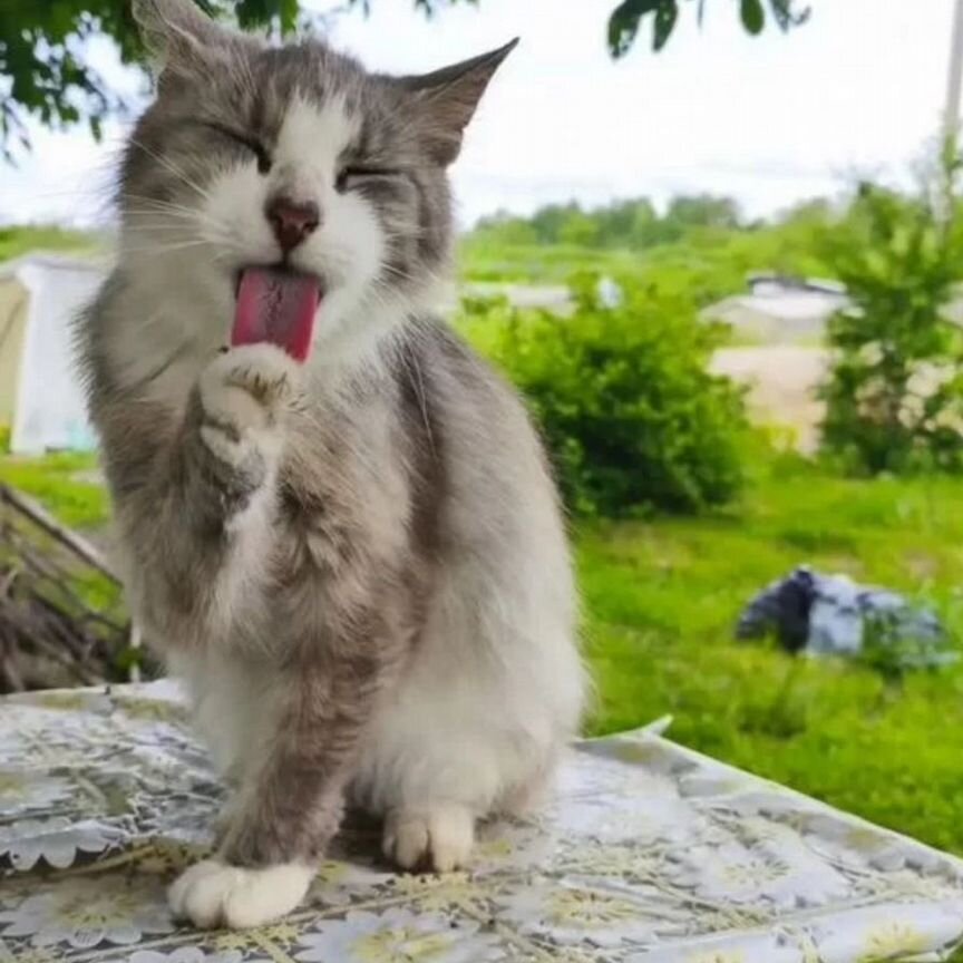 Взрослая, кошка в добрые руки