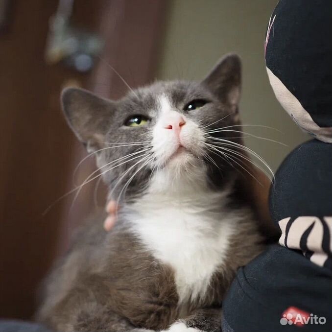 Кошечка Ася в дар