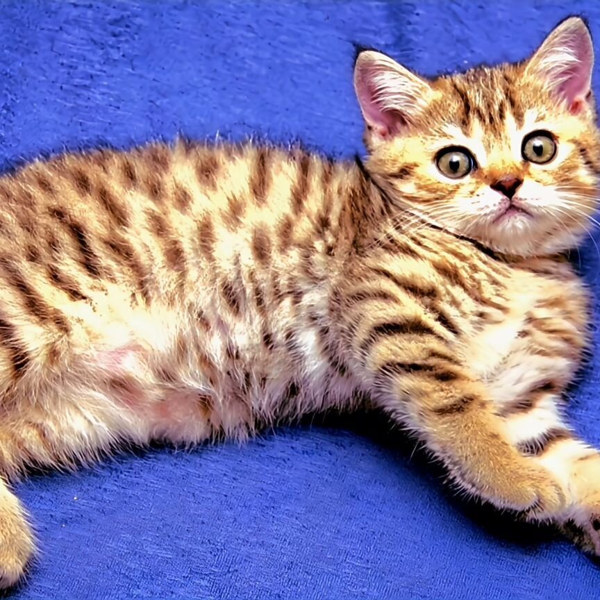 Британский короткошёрстный котёнок