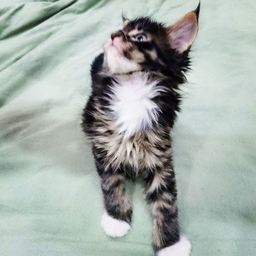 Котятки Мейн-кун