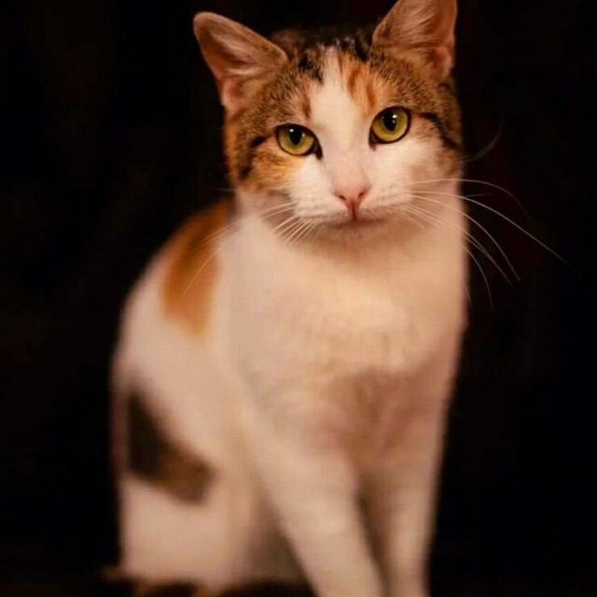 Кошка, 1 год