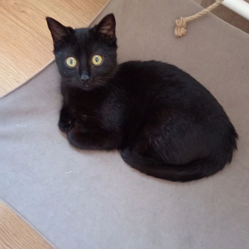 Котенок Халим