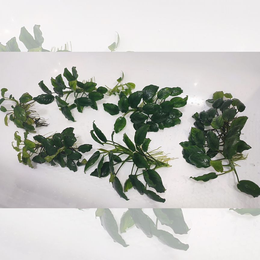 Анубиас, криптокорина