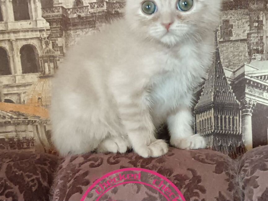 Вислоухие котята