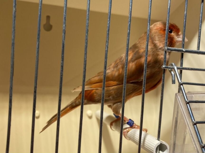 Кенар Брун Красный мозаик 2023