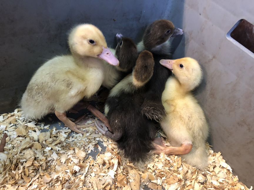 Утята мускусные тяжелые, фавориты