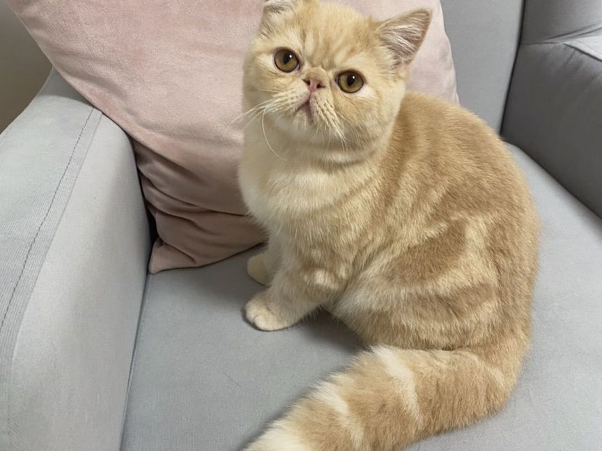 Котенок экзот короткошерстный