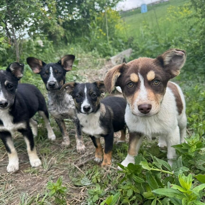 Щенок девочка