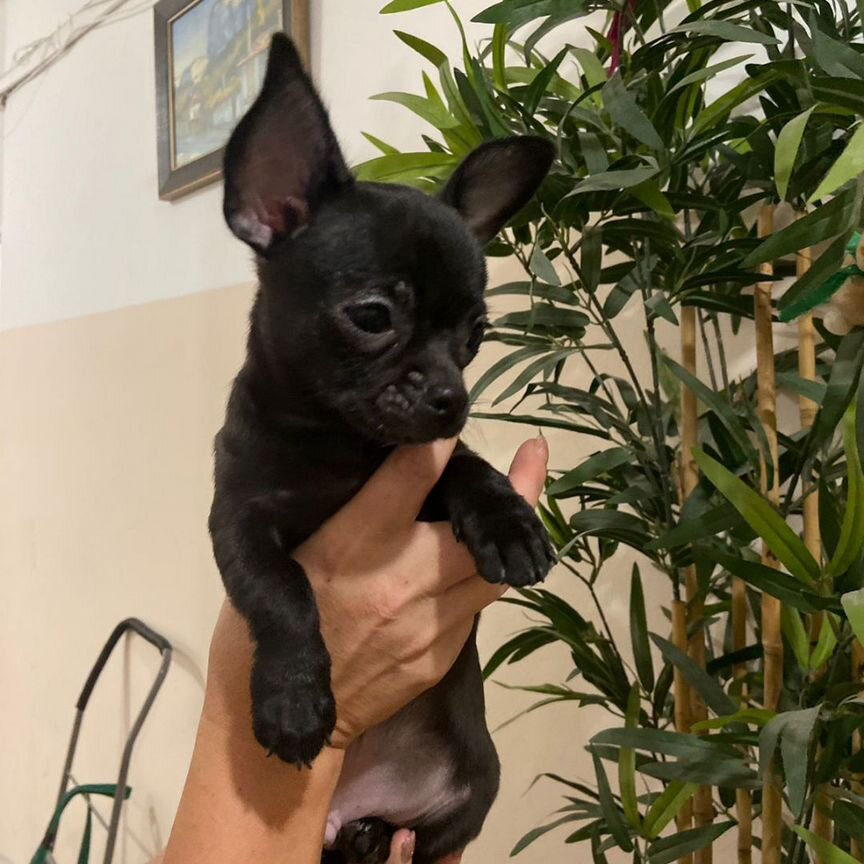 Мальчиш чихуахуа