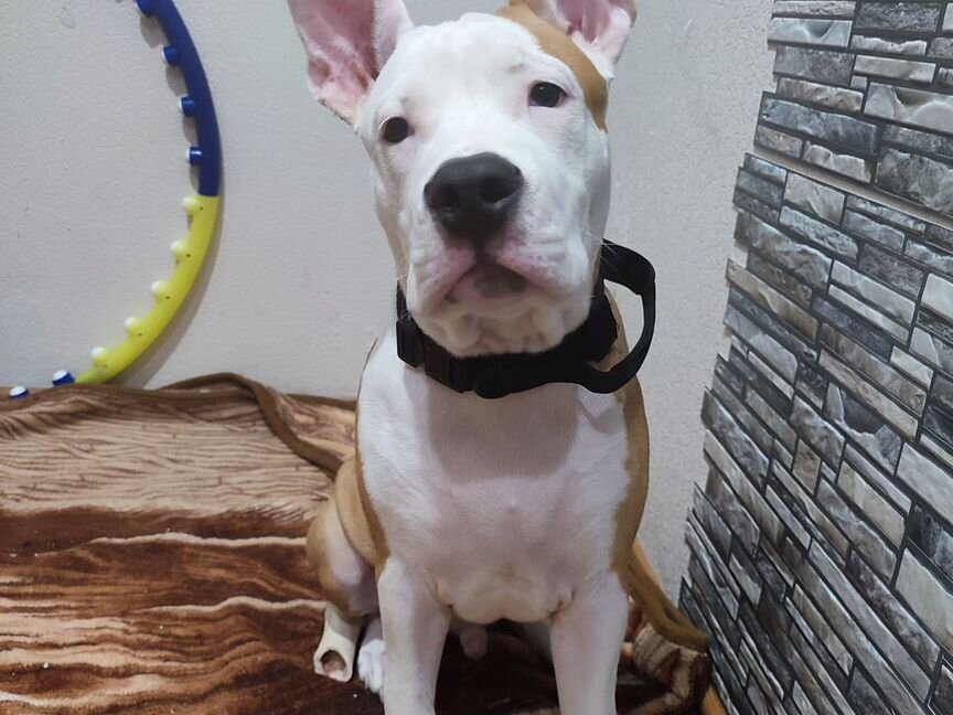 Амстафф щенки