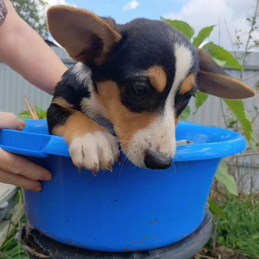 Щенки корги