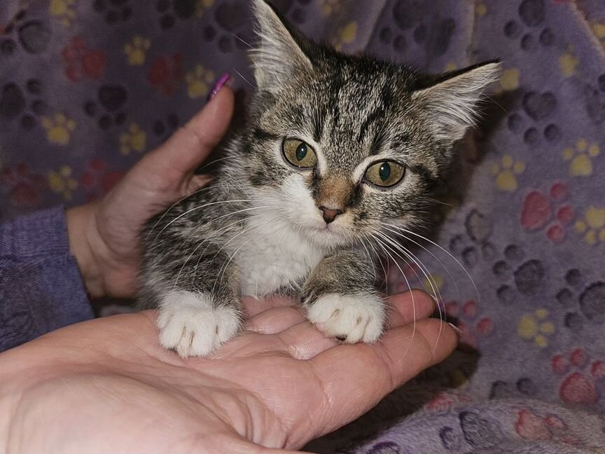 Котенок в дар бесплатно