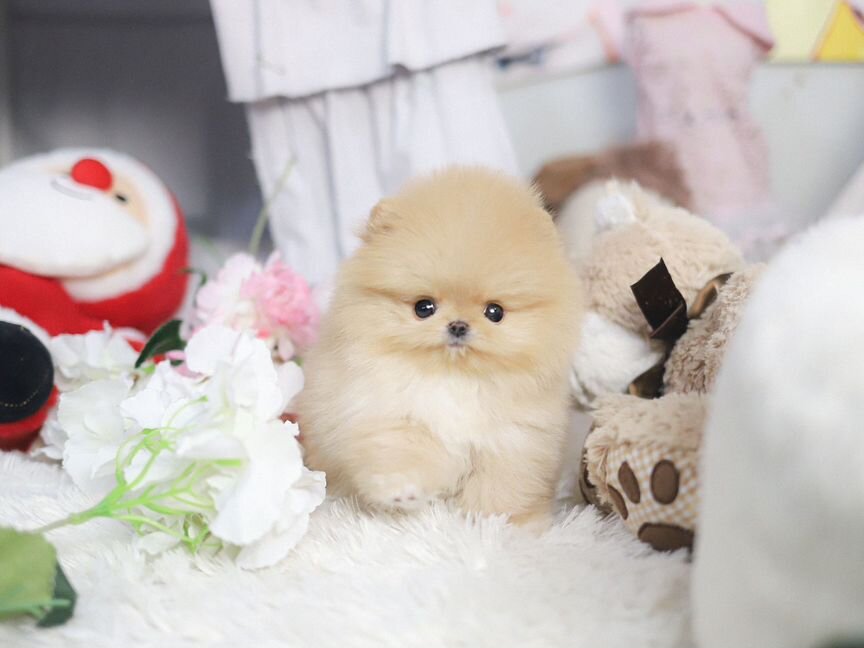 Шпиц померанский мини (Южная Корея)