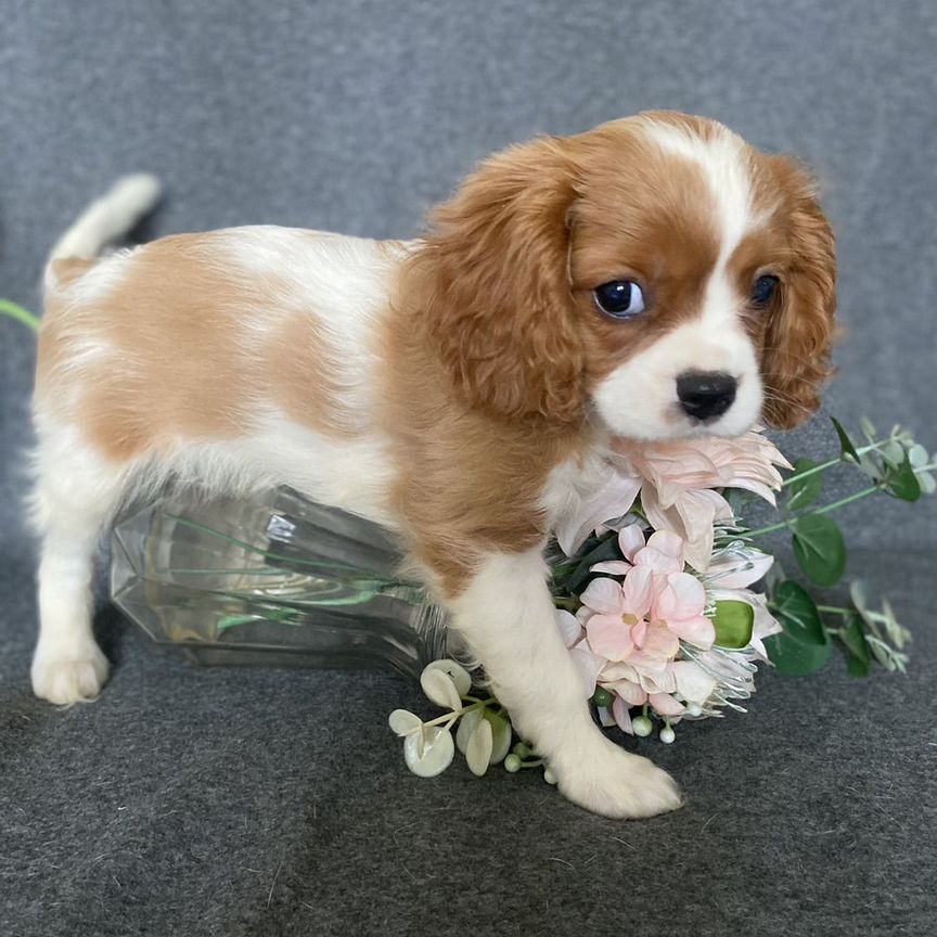 Кавалер кинг чарльз спаниель
