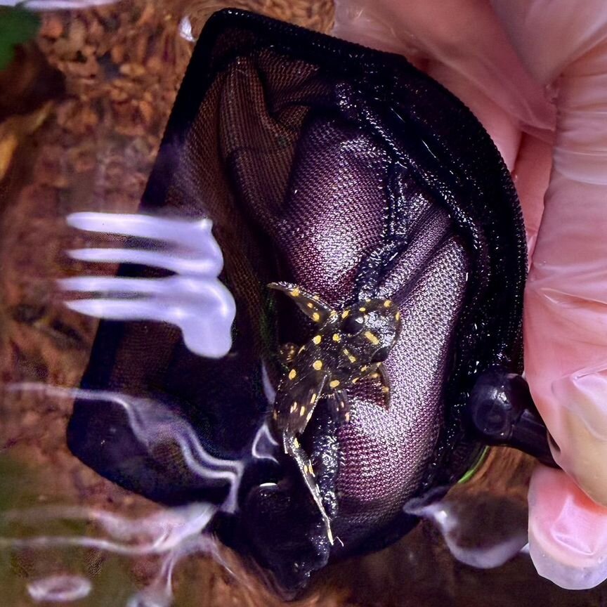 Сомики L201 (Гипанциструс инспектор)