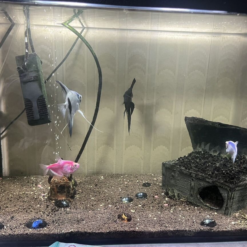 Аквариум с рыбками