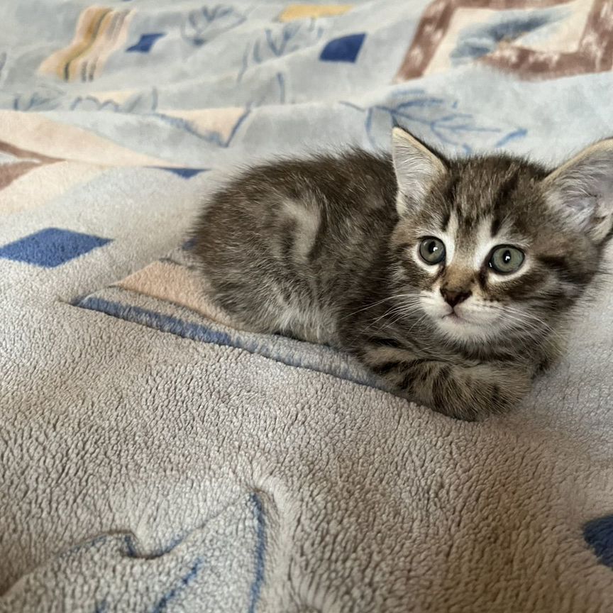 Котята в добрые руки даром