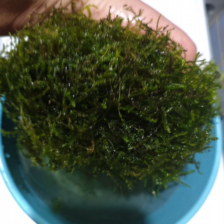 Аквариумные растения