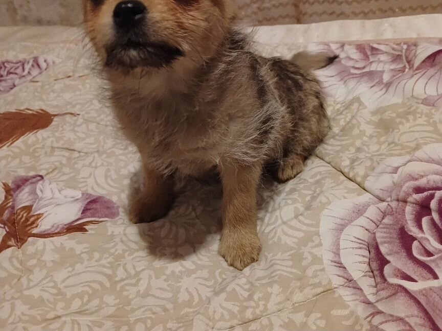 Малышка чихошпиц