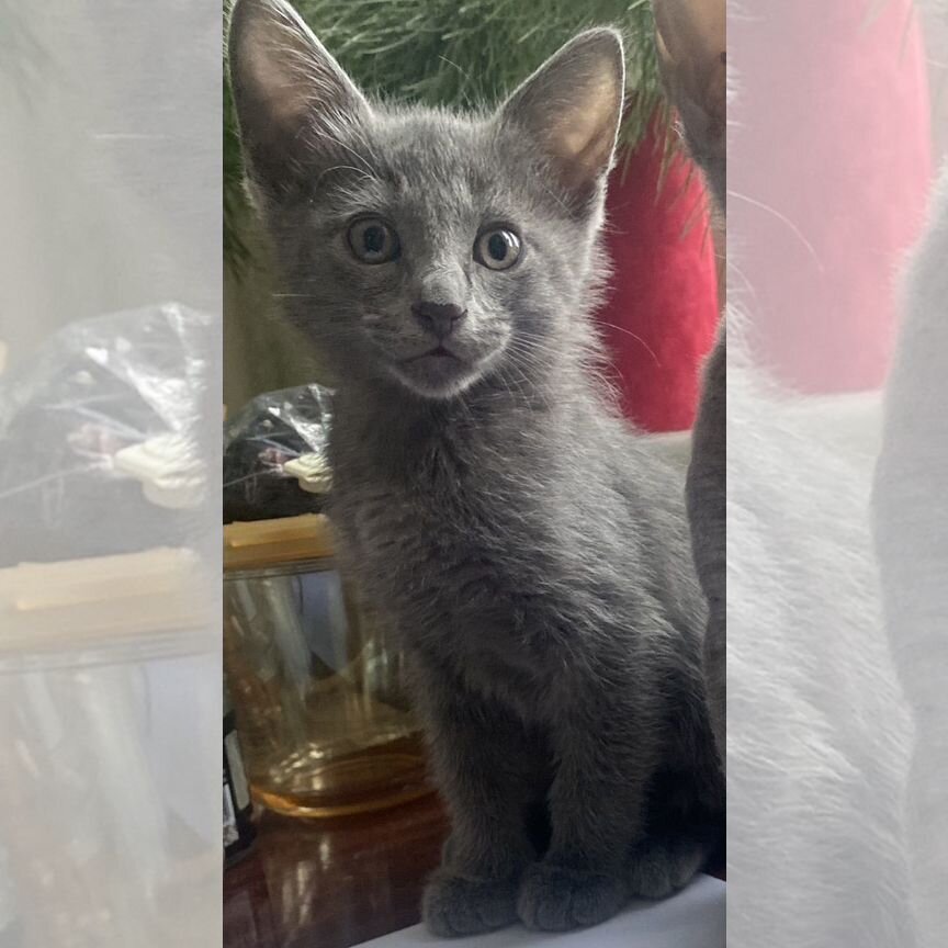 Ориентальный котёнок