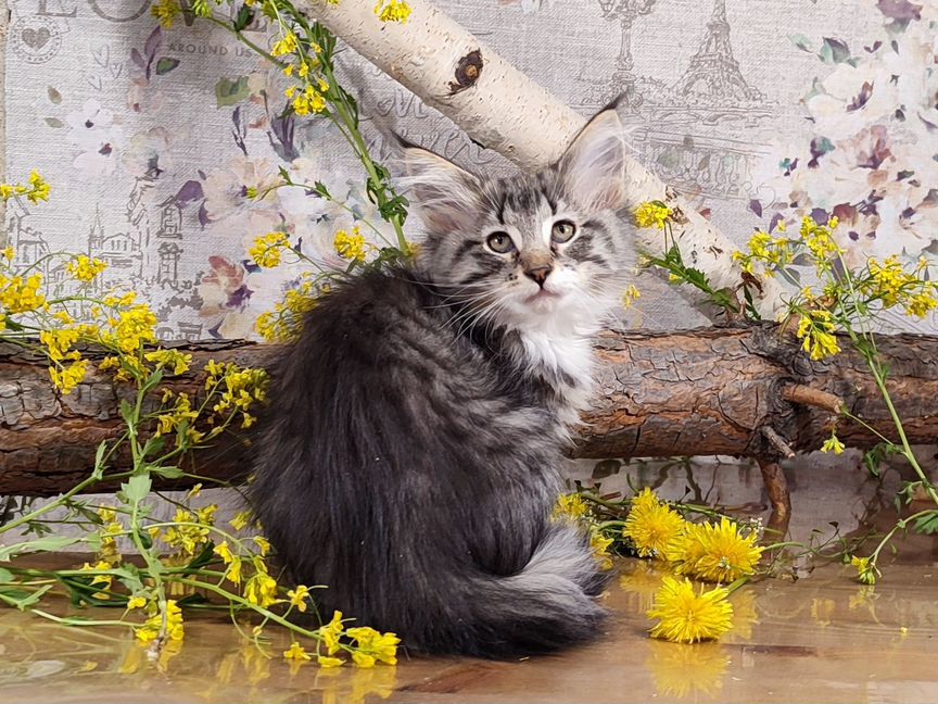 Котята редкой породы норвежская лесная