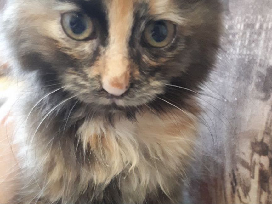 Котенок в добрые руки