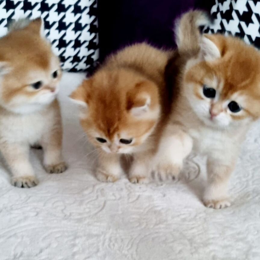 Золотые шиншиллята