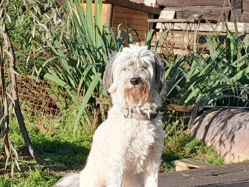 Нежная Жасмин ищет дом/передержку