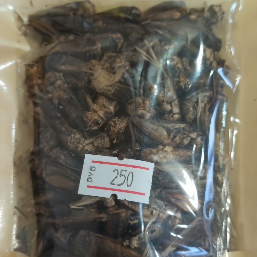 Сверчки кормовые сушеные