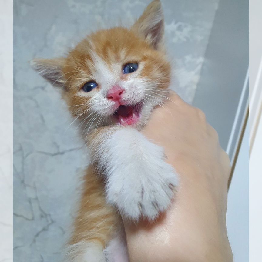 Котята в добрые руки бесплатно мальчик