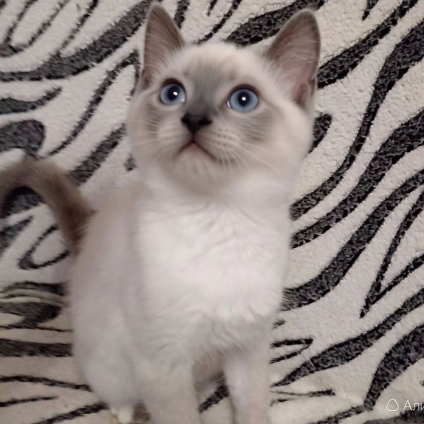 Сиамский котёнок