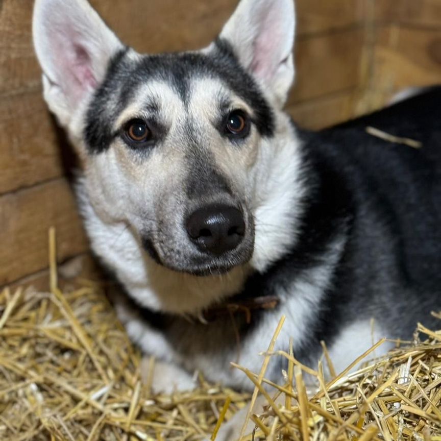 Девочка щенок Вьюга в добрые руки
