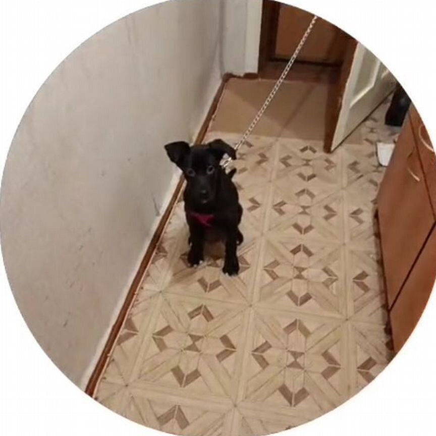 Кане-корсо, щенок