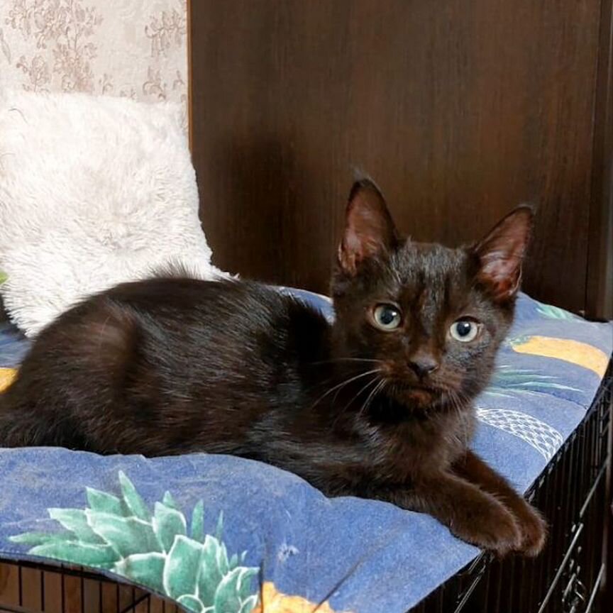 Котенок Бэтмэн,3 месяца, очень ласковый, игривый