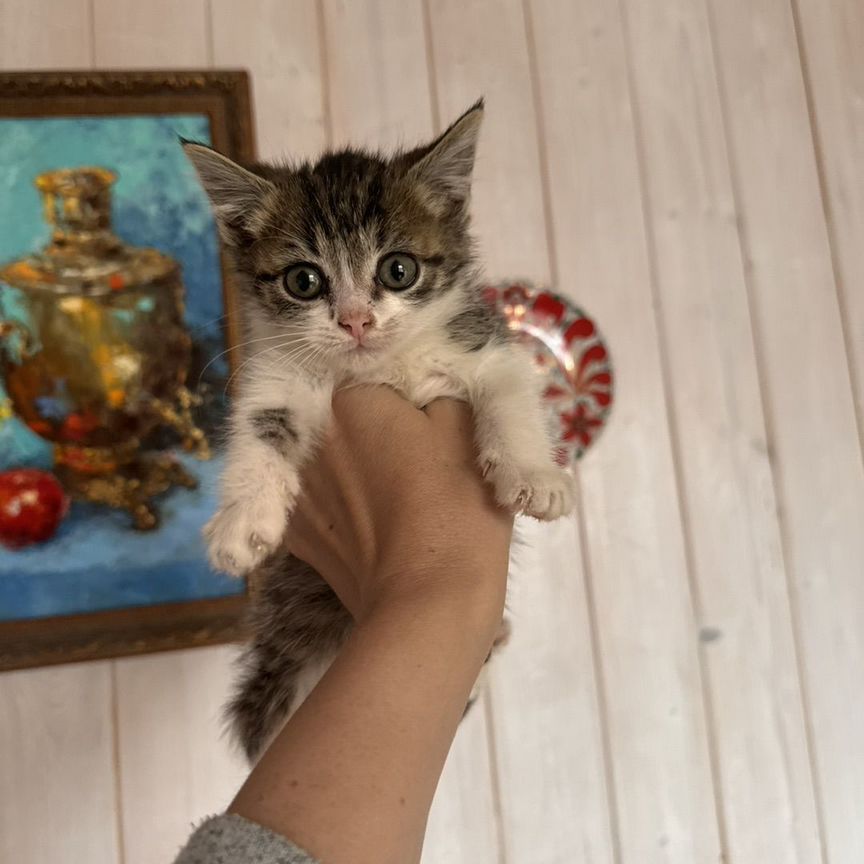 Отдам в добрые руки котенка девочку