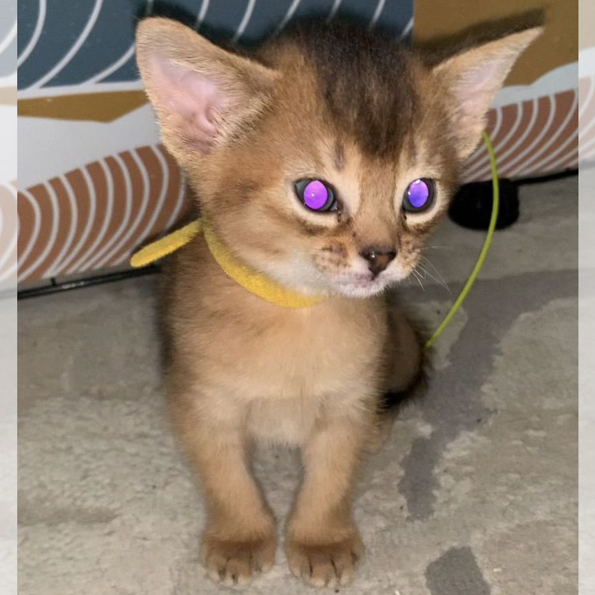 Абиссинские котята