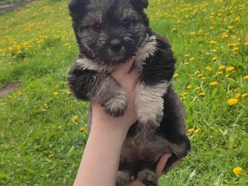 Щенок девочка номер 3