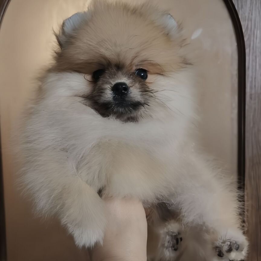 Померанский шпиц, щенок