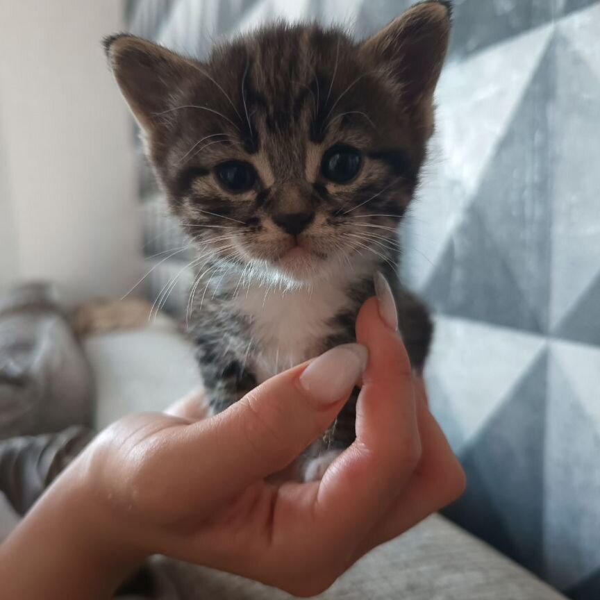 Котенок девочка в добрые руки