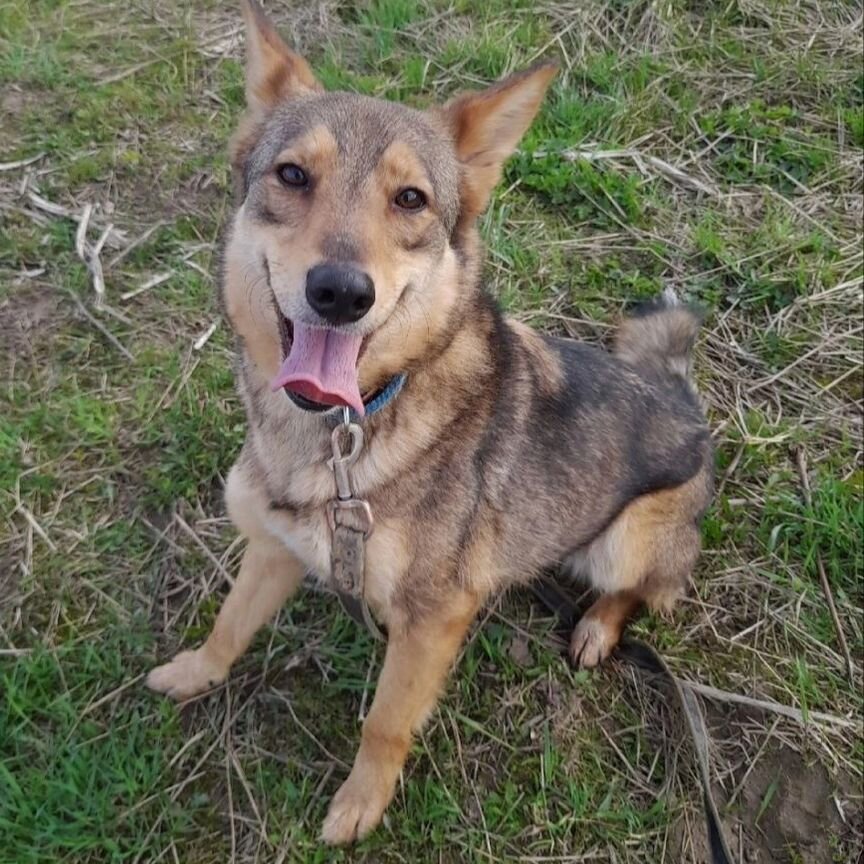 Взрослая собака в добрые руки